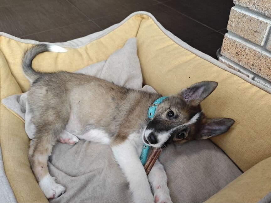 Коржик - щенок маленькой собаки