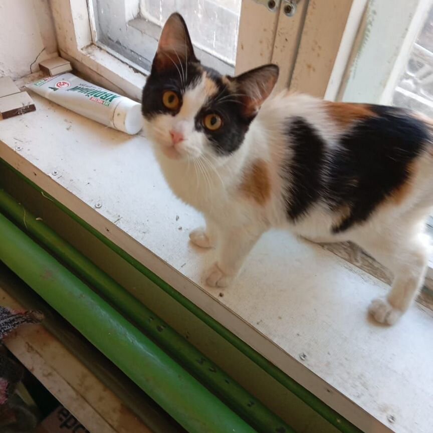 Котик в добрые руки