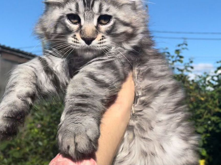 Котята мейн-кун