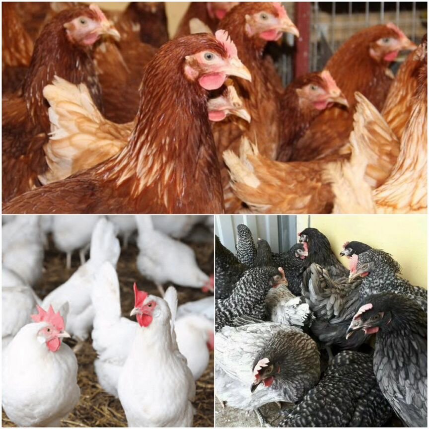 Куры,бройлер,утки,гусята