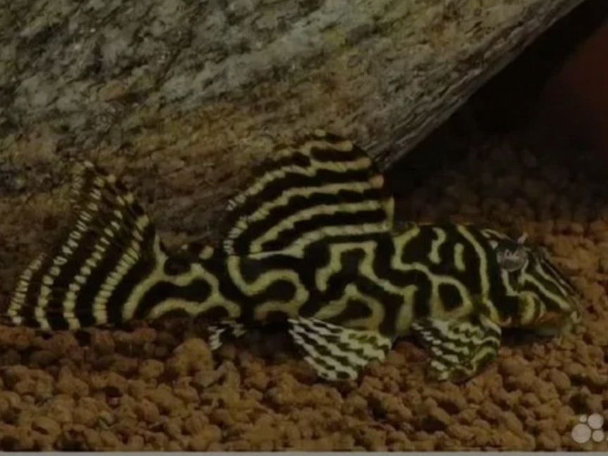 Продам сомиков L340