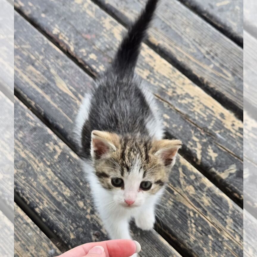 Котёнок в добрые руки