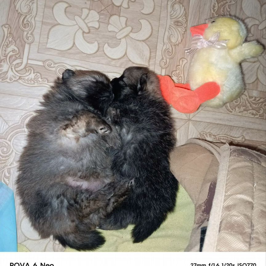 Щенки шпица