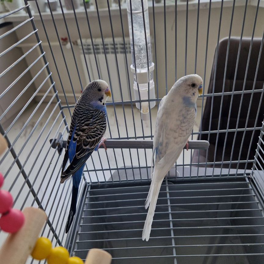 Волнистые попугаи с клеткой