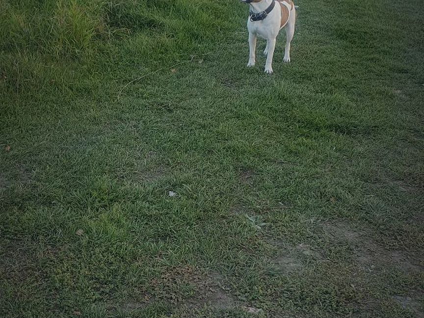 Стаффордширский терьер