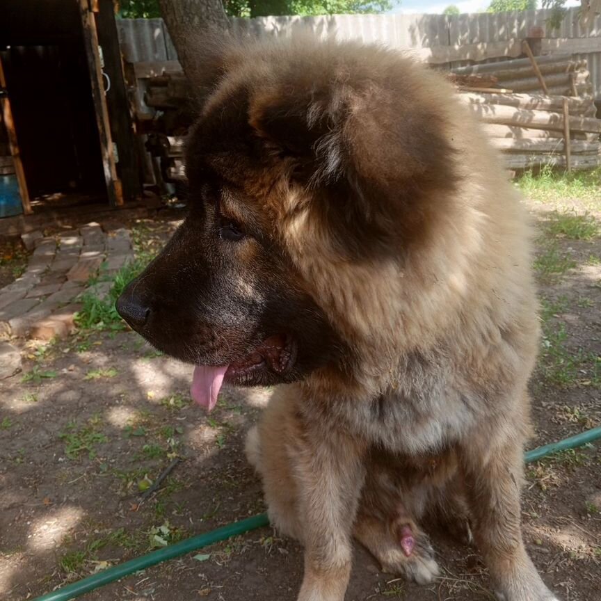 Кавказская овчарка