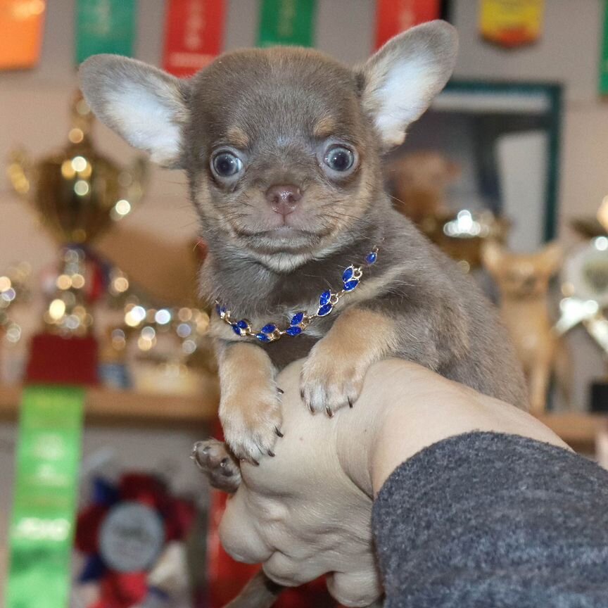 Люкс. Kуpносый Чиxуaxуa для Шоу и души