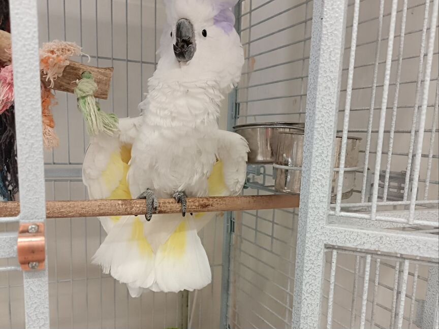 Попугай говорящий