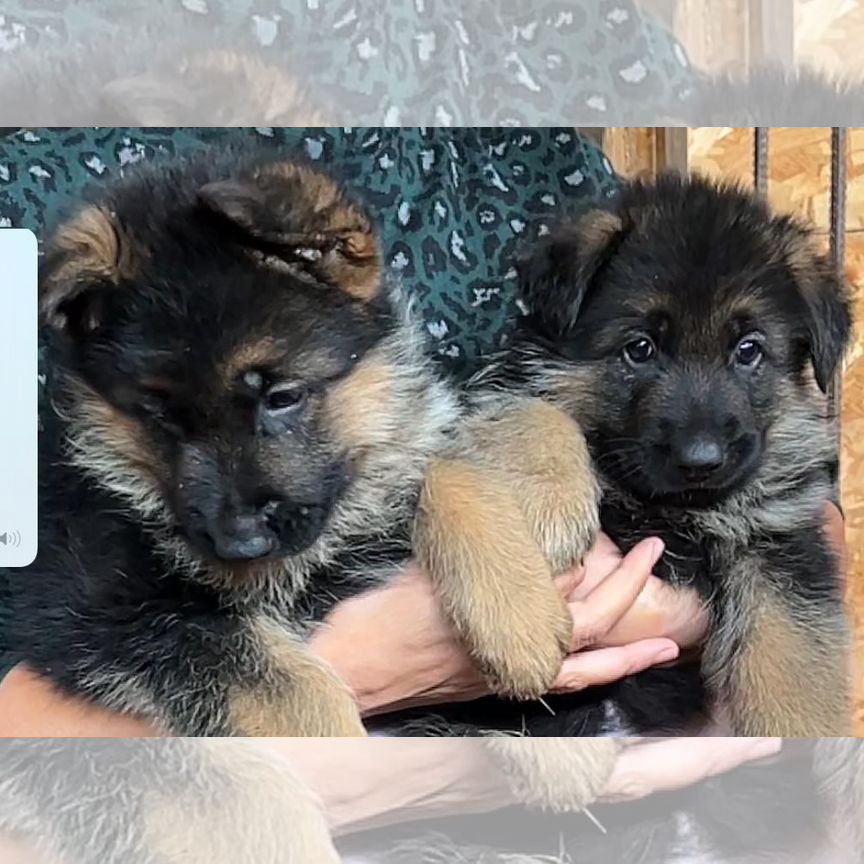 Немецкая овчарка