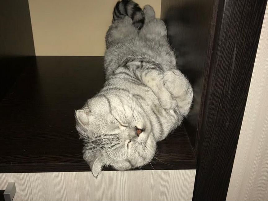 Отдам кота в добрые руки