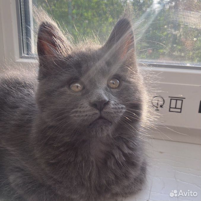 Кошечка мэйн кун