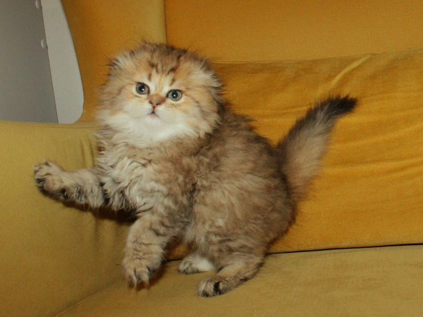 Шотландская золотая шиншилла