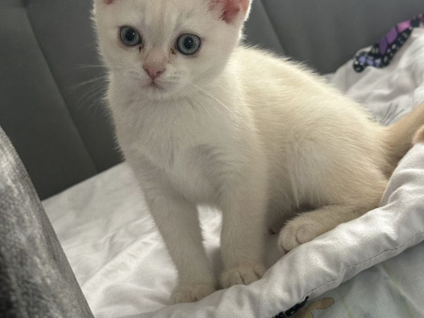 Продам шотландскую кошечку