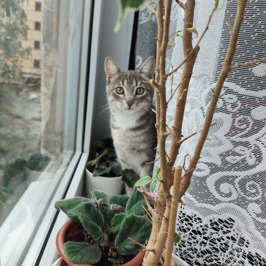 Кошечка в добрые руки