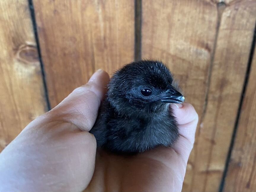 Цыплята ухейилюй