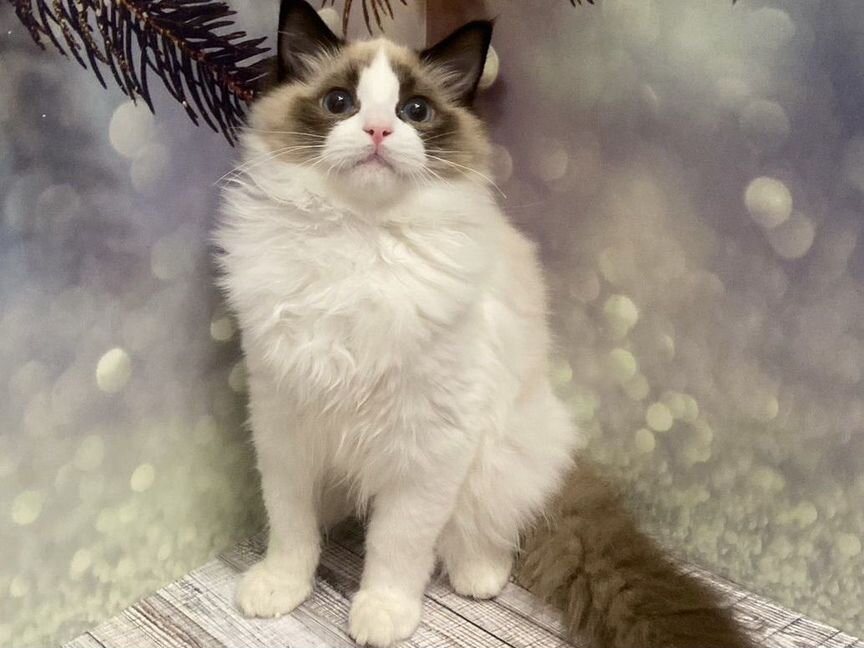 Мальчик рэгдолл