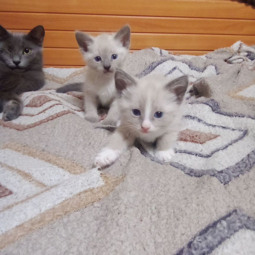 Котята в добрые руки бесплатно