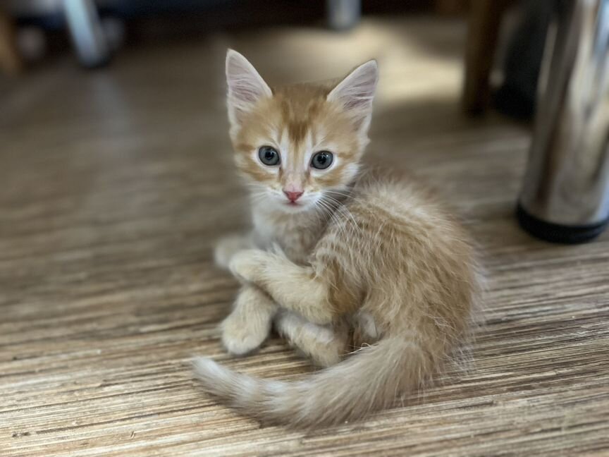 Кошки в добрые руки