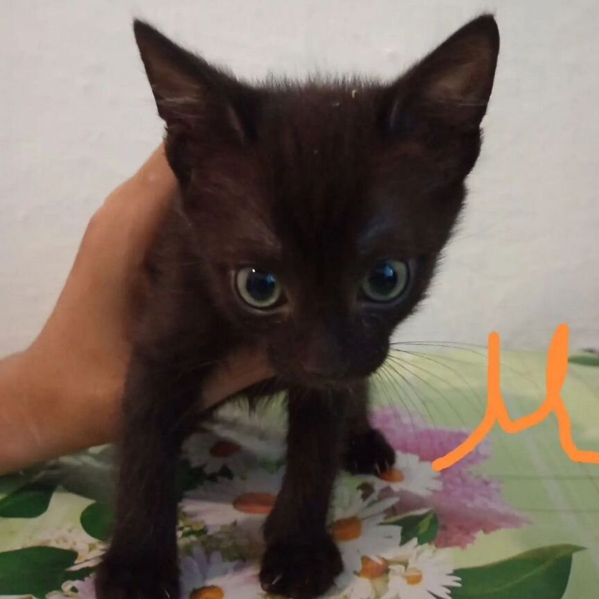 Котёнок в добрые руки
