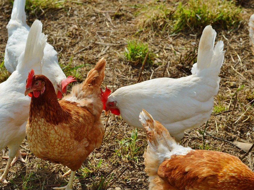 Куры несушки домашние