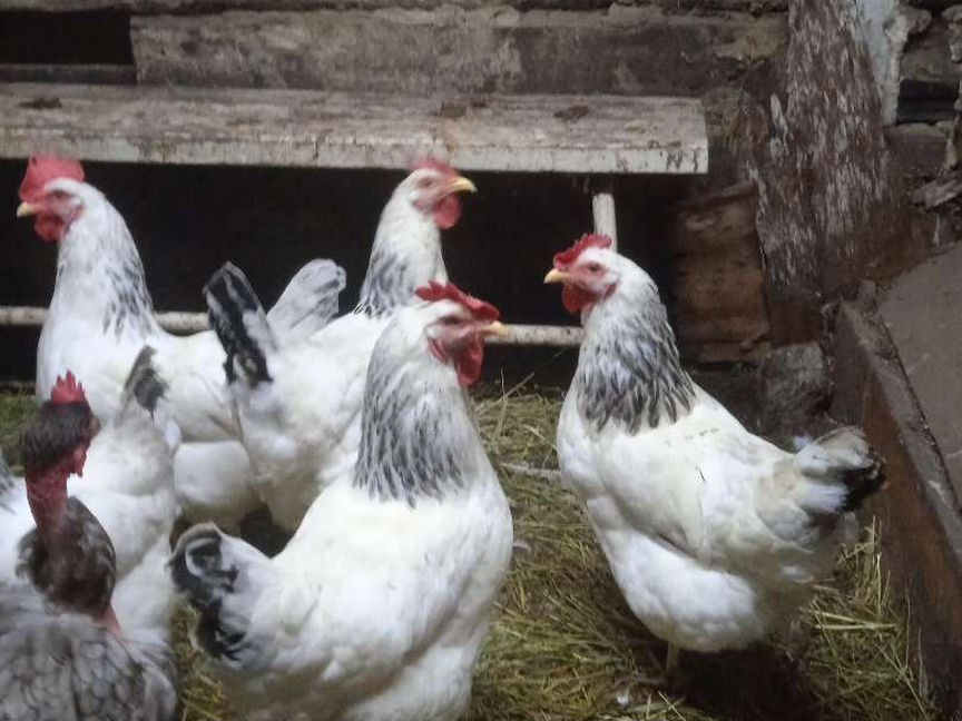 Куры несушки