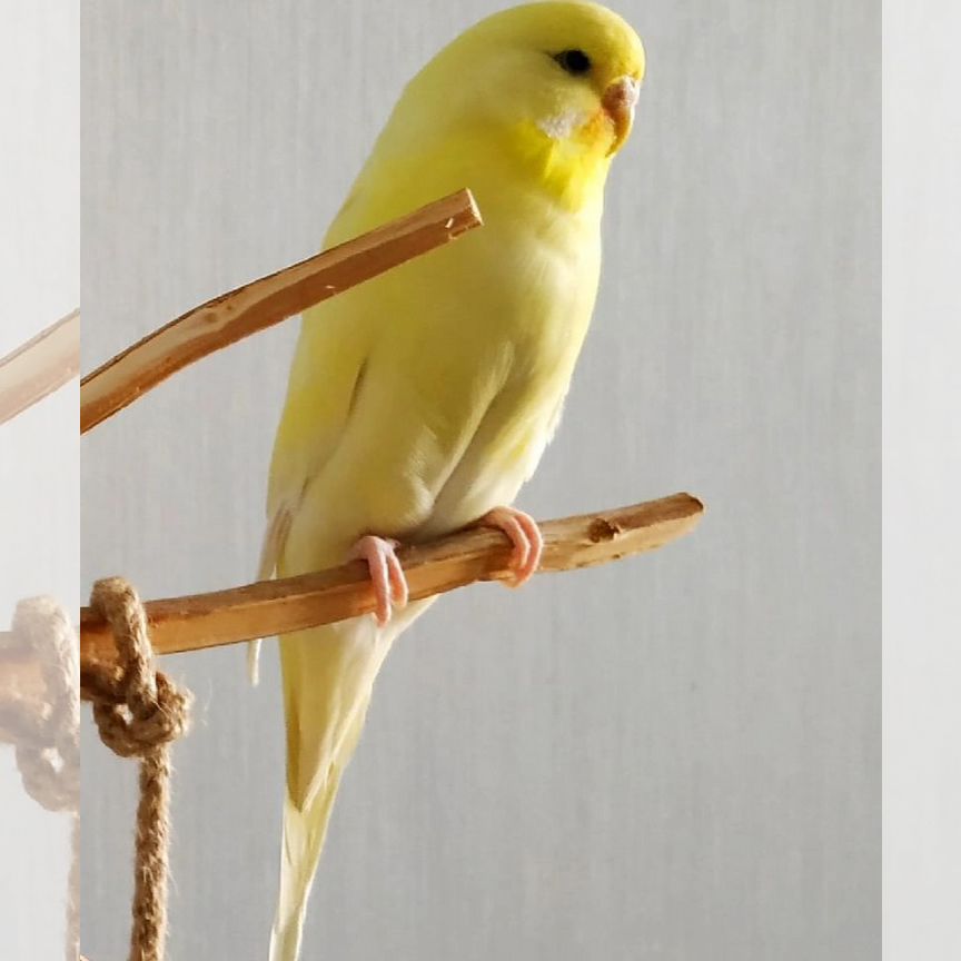 Волнистый попугай ввп чехи