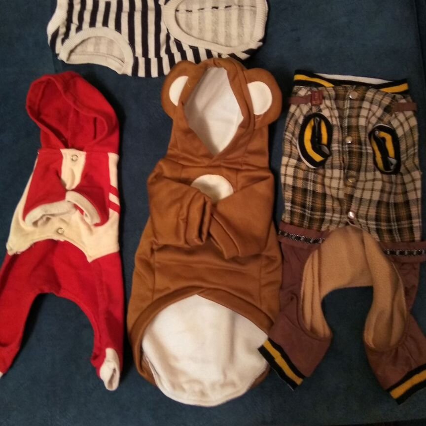 Одежда для собак мелких пород