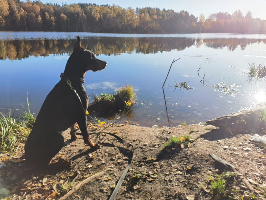 В добрые руки Доберман