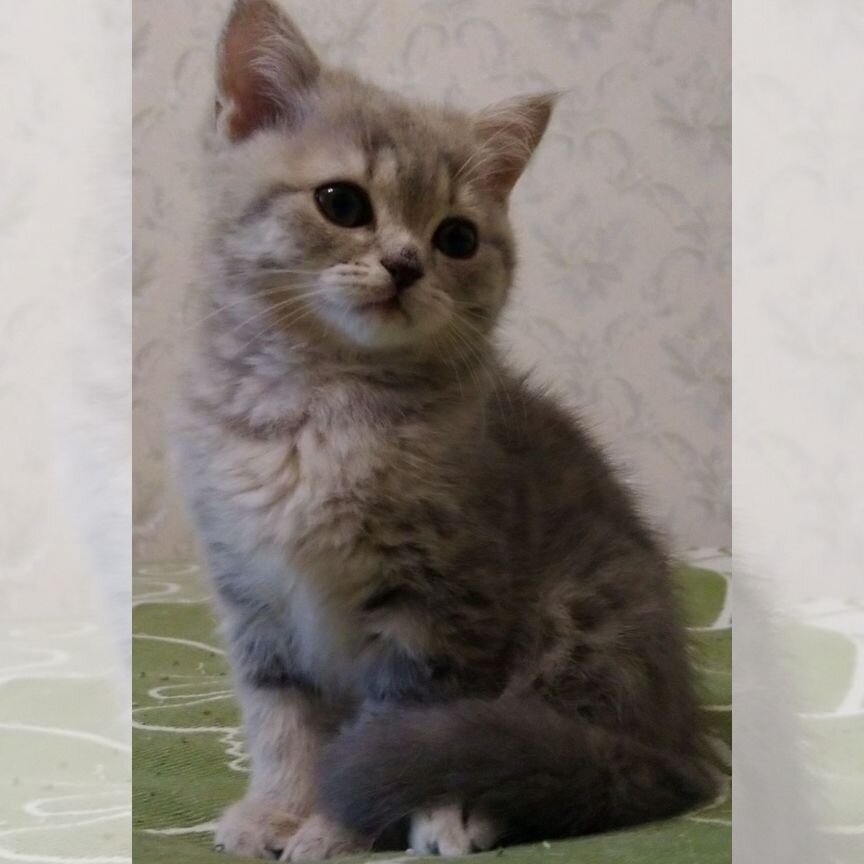 Пушистая шотландская кошечка. Дафна