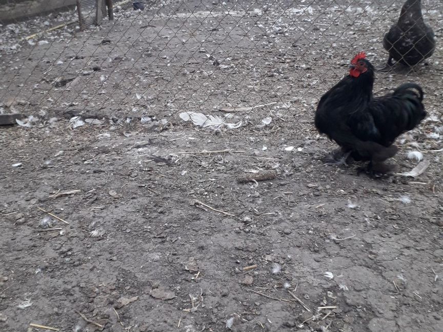 Декоративные куры