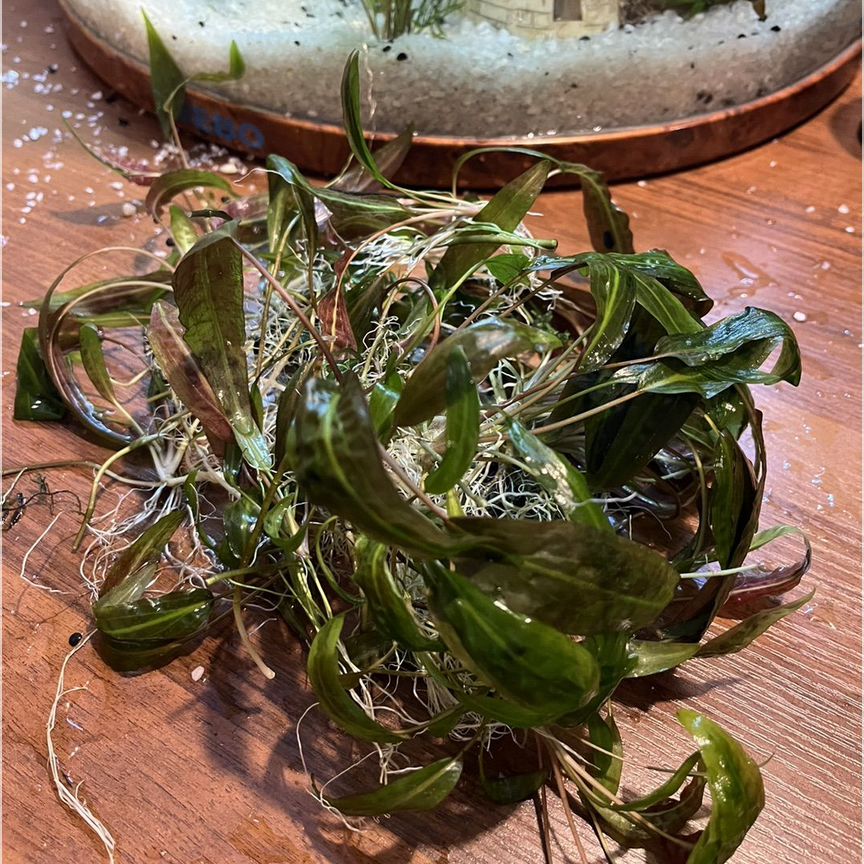 Аквариумное растение криптокарина