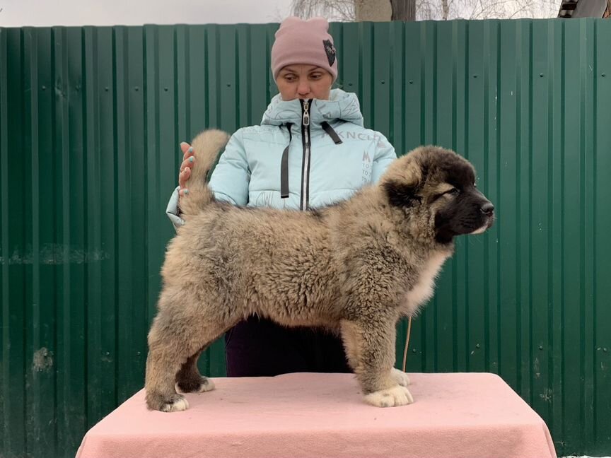 Кавказская овчарка продажа щенков