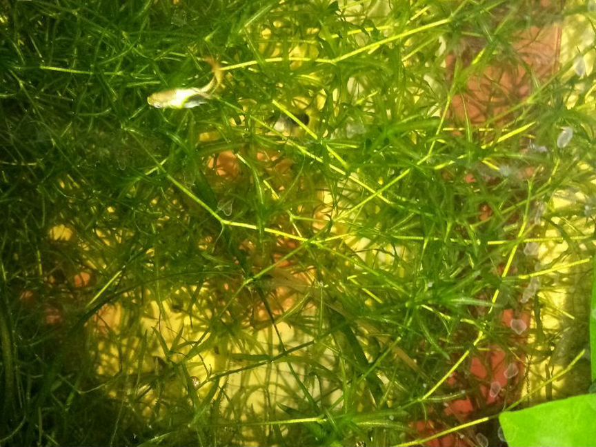 Водоросли для аквариума