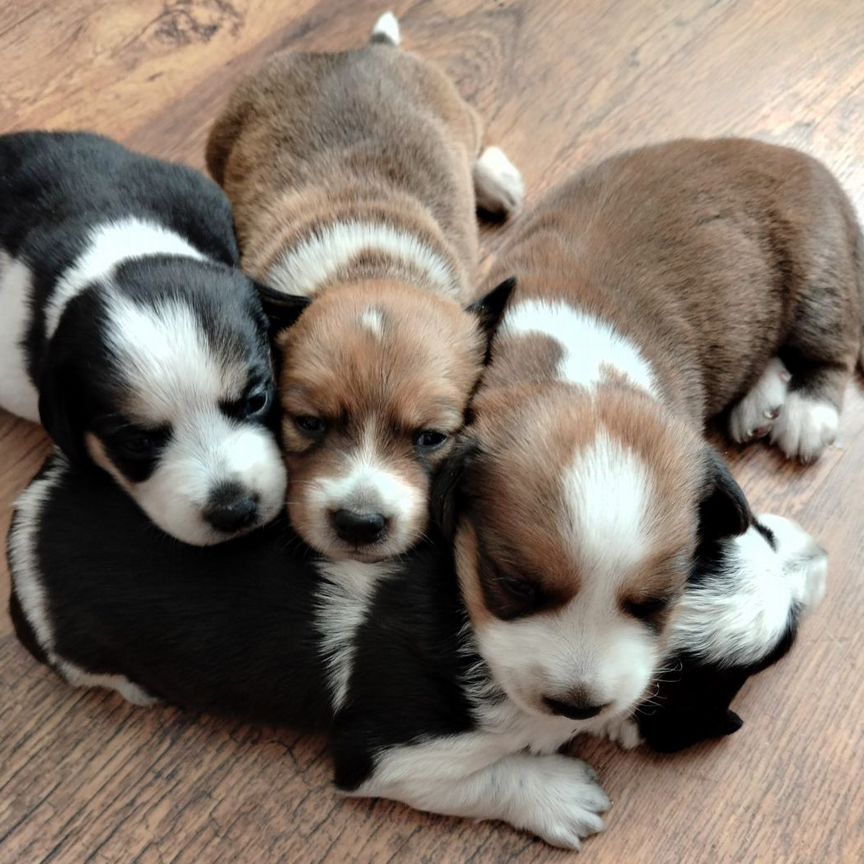 Щенок в добрые руки