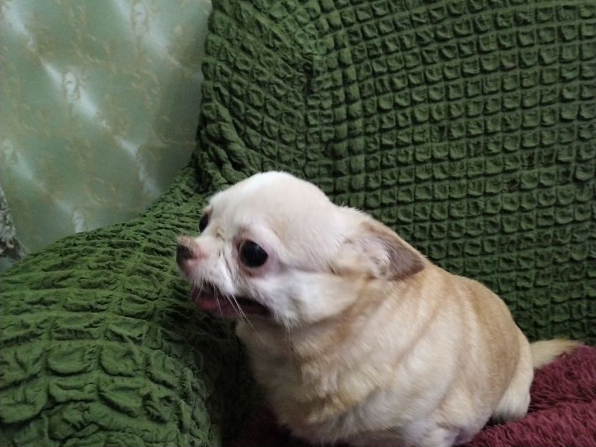 Отдам в хорошие и добрые руки