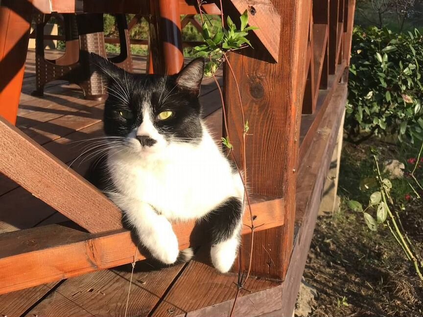 Кот в добрые руки бесплатно