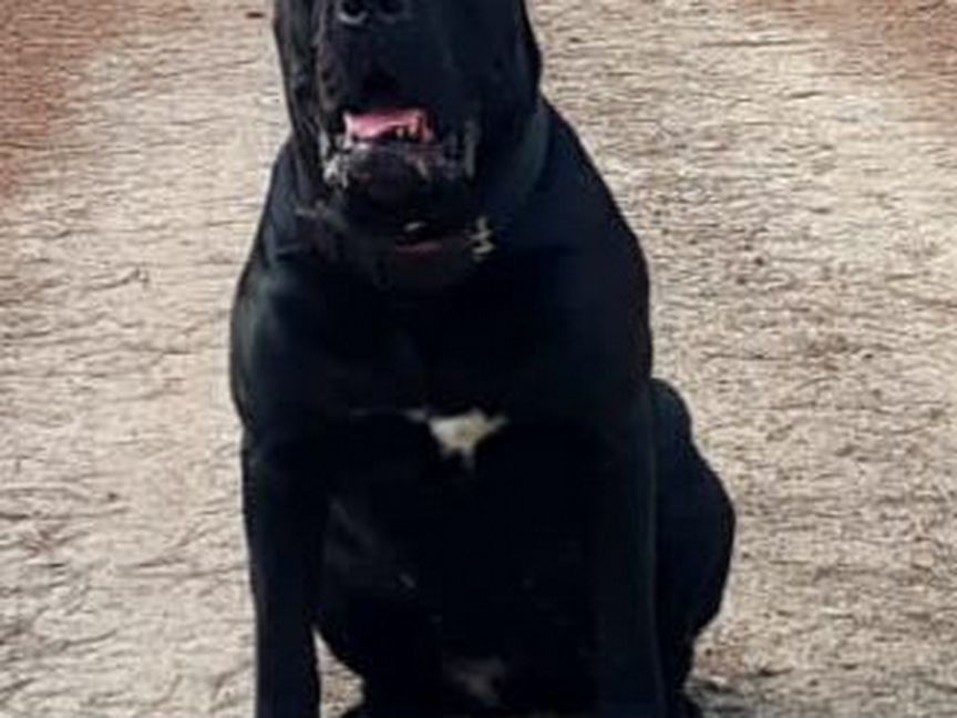 Щенки Кане Корсо