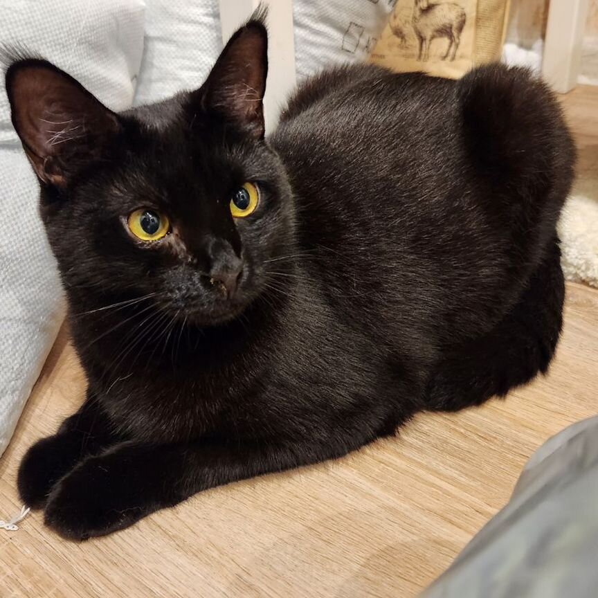 Кошечка в добрые руки