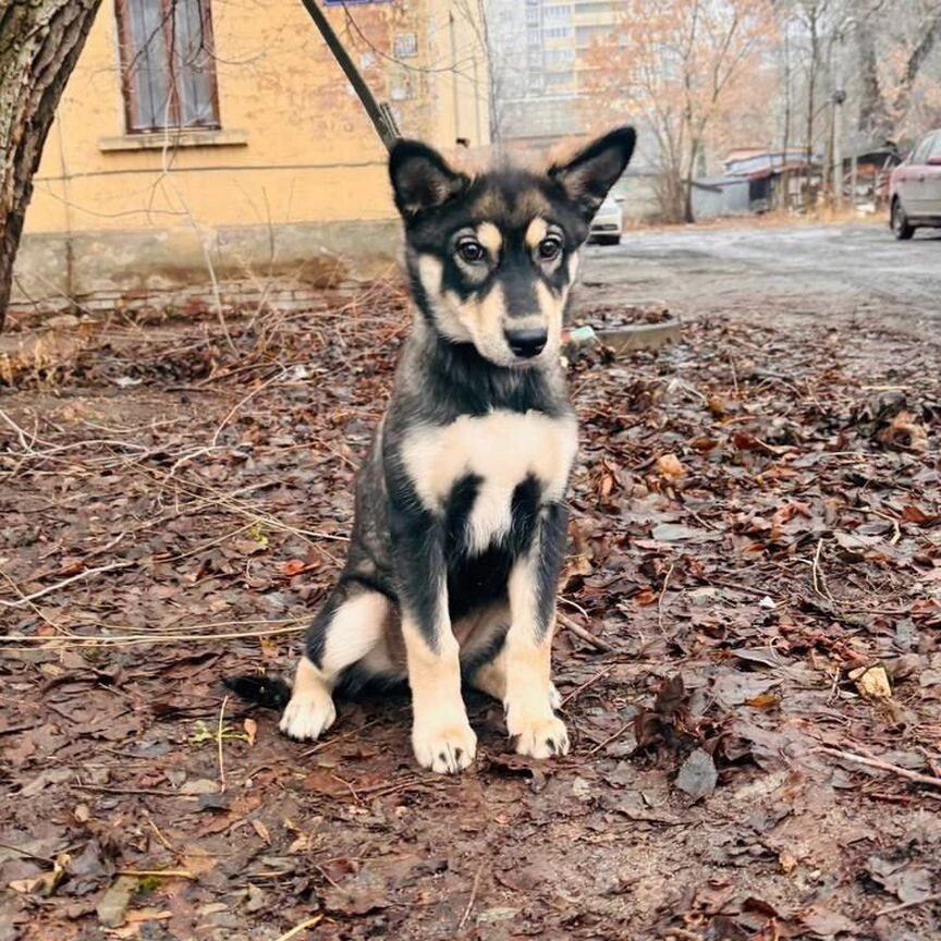 Щенок девочка ищет дом
