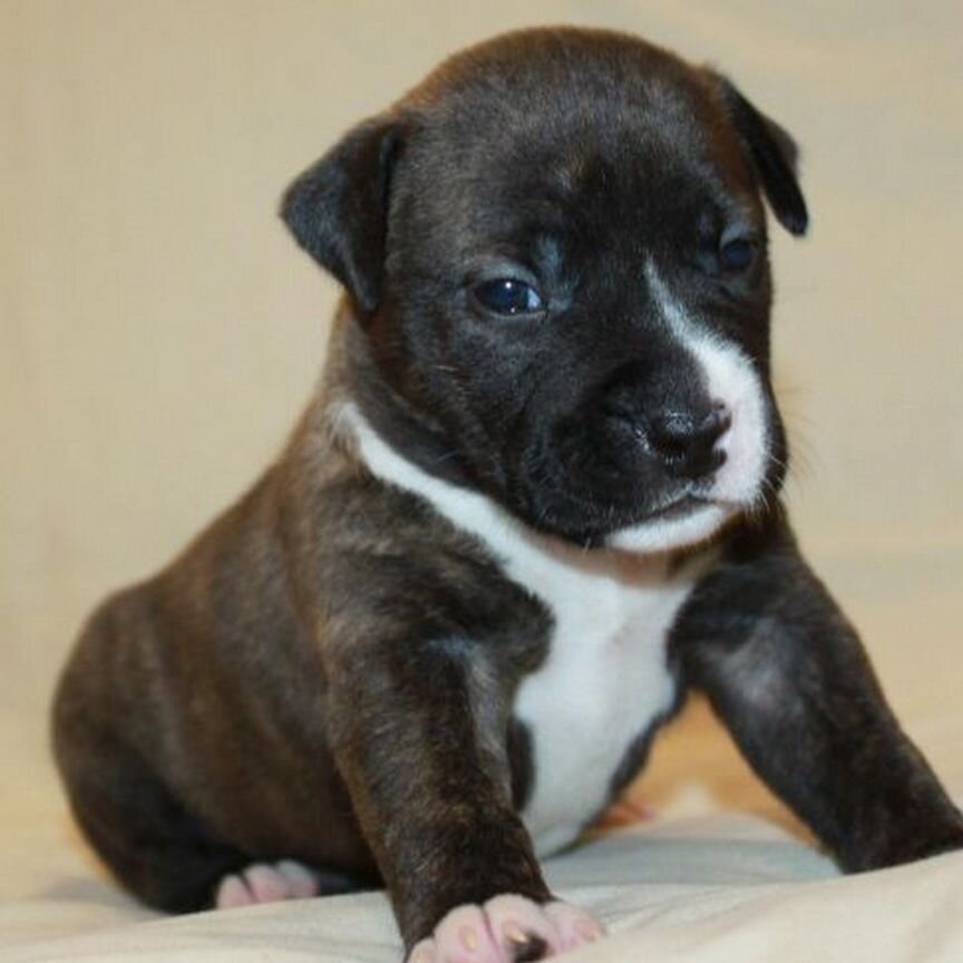 Щенок бронь