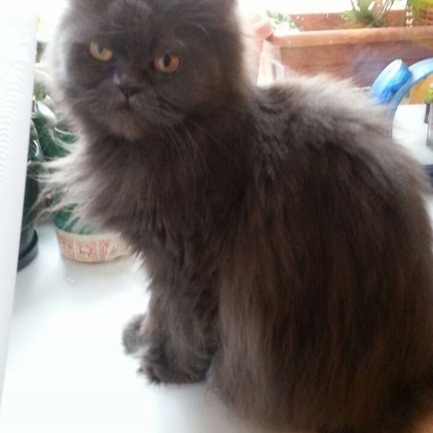 Кошки