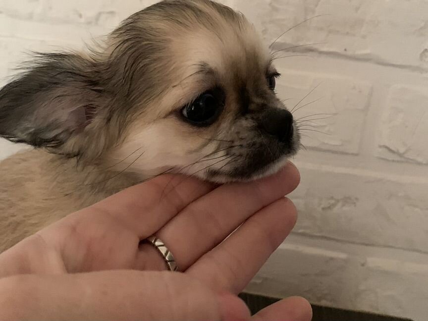 Милота