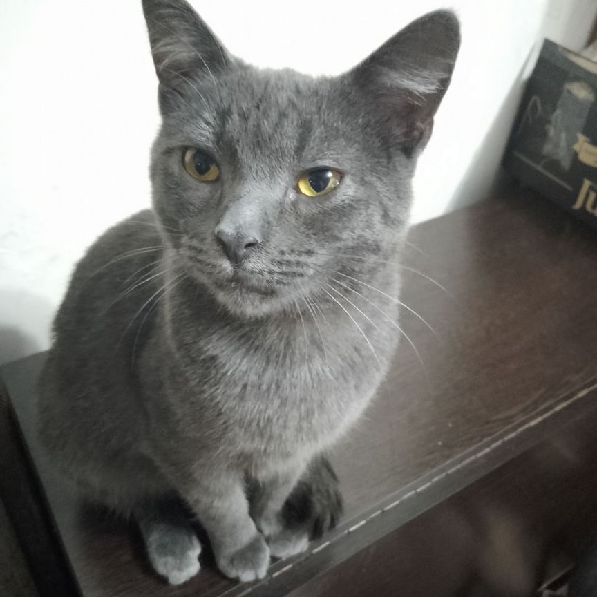 Котята в добрые руки бесплатно мальчик