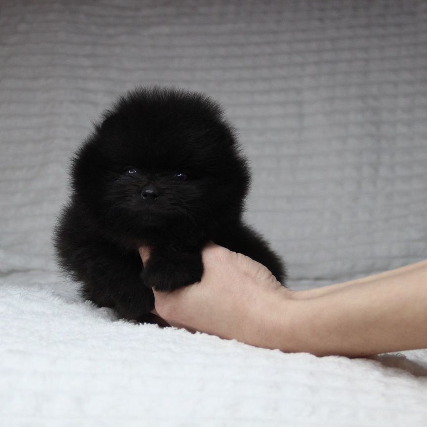 Черные мини-мишки Шпицы