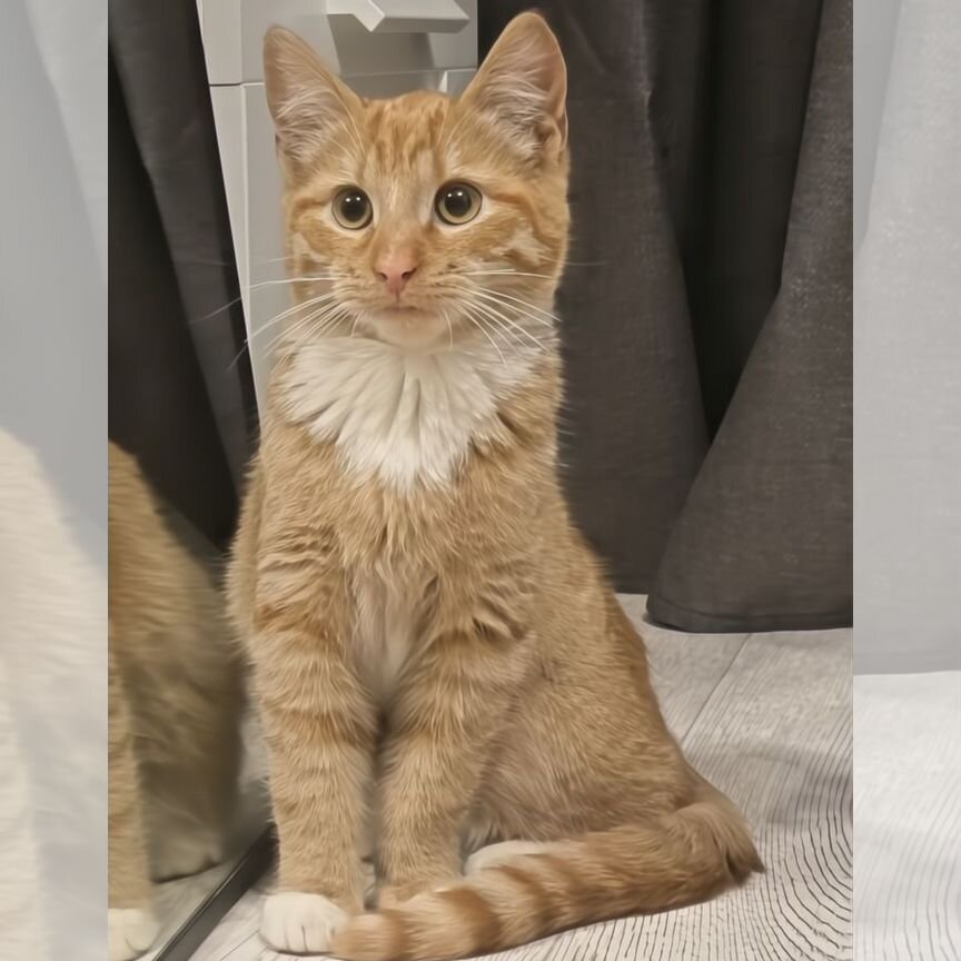 Котёнок в добрые руки