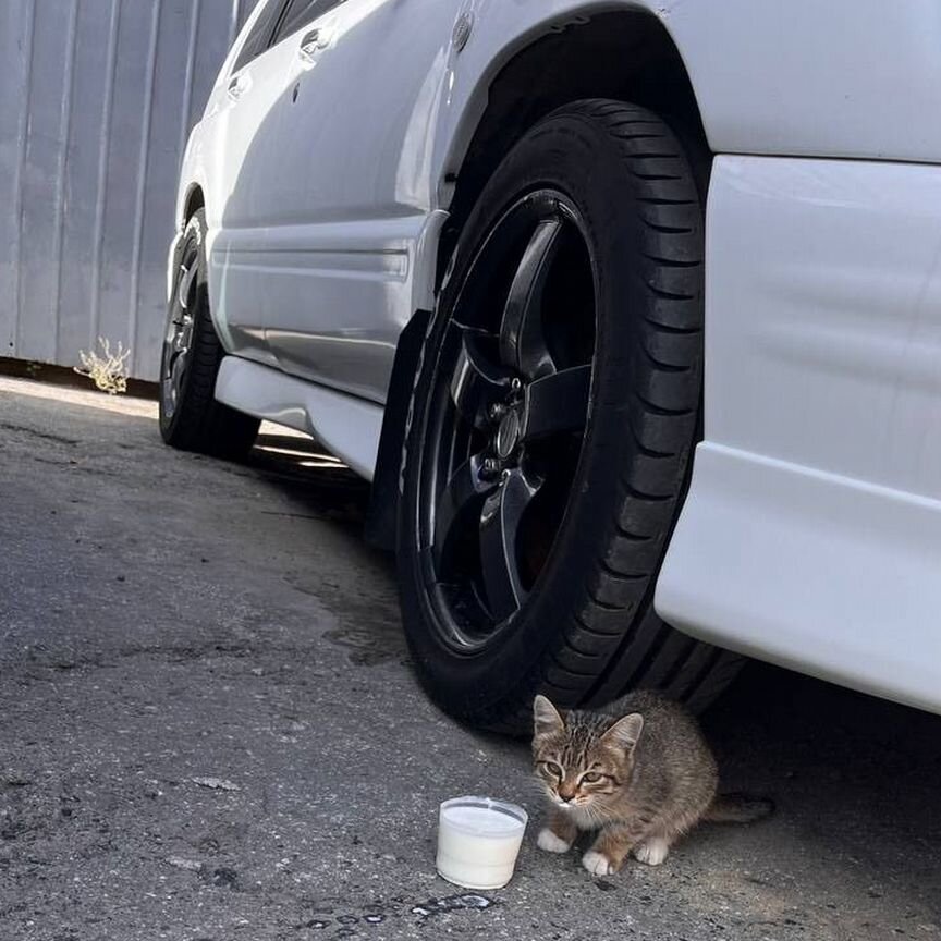 Котенок