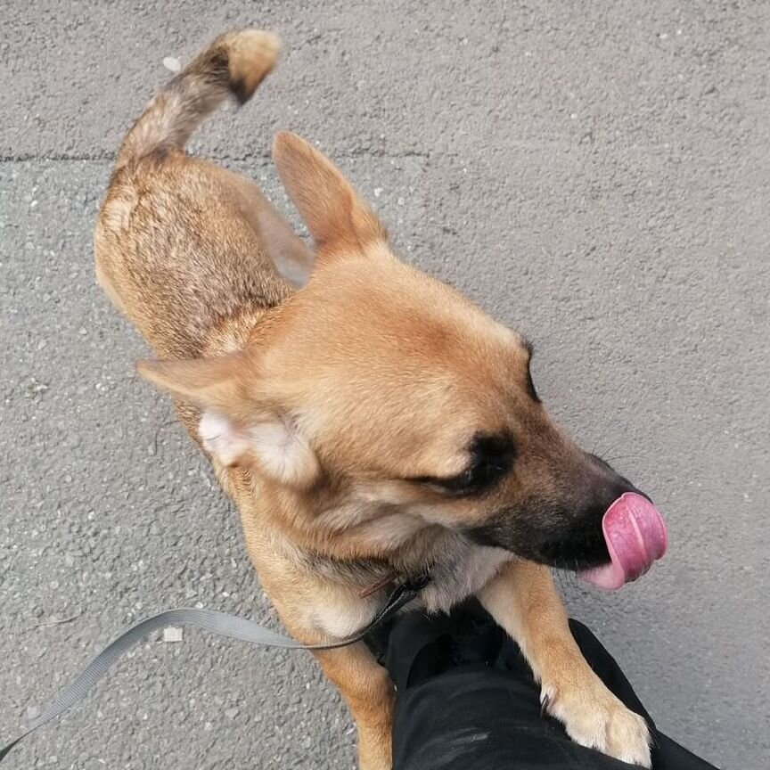 Собака