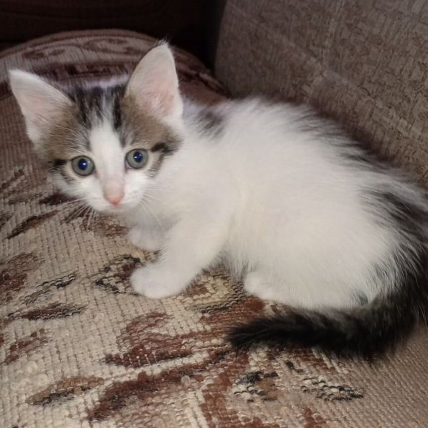 Котята