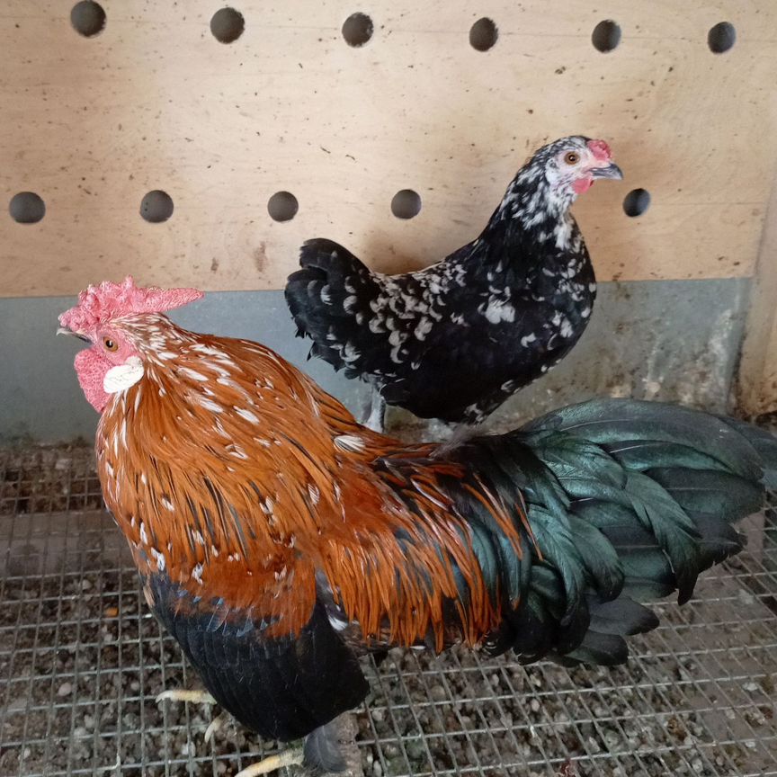 Карликовые куры бентамки