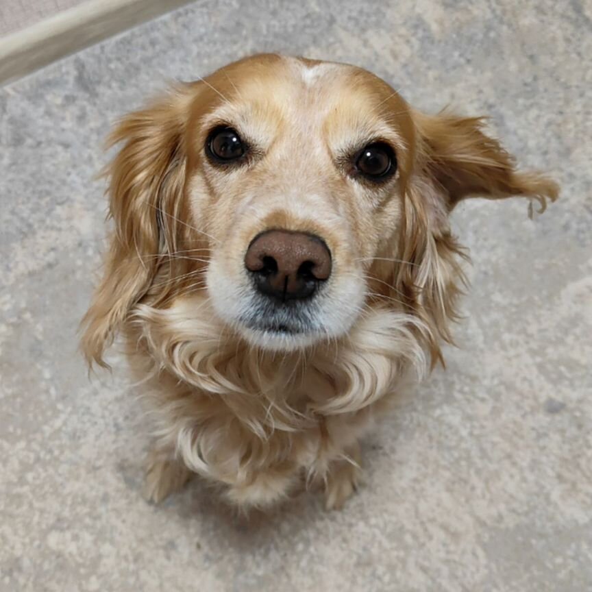 Отдам в добрые руки